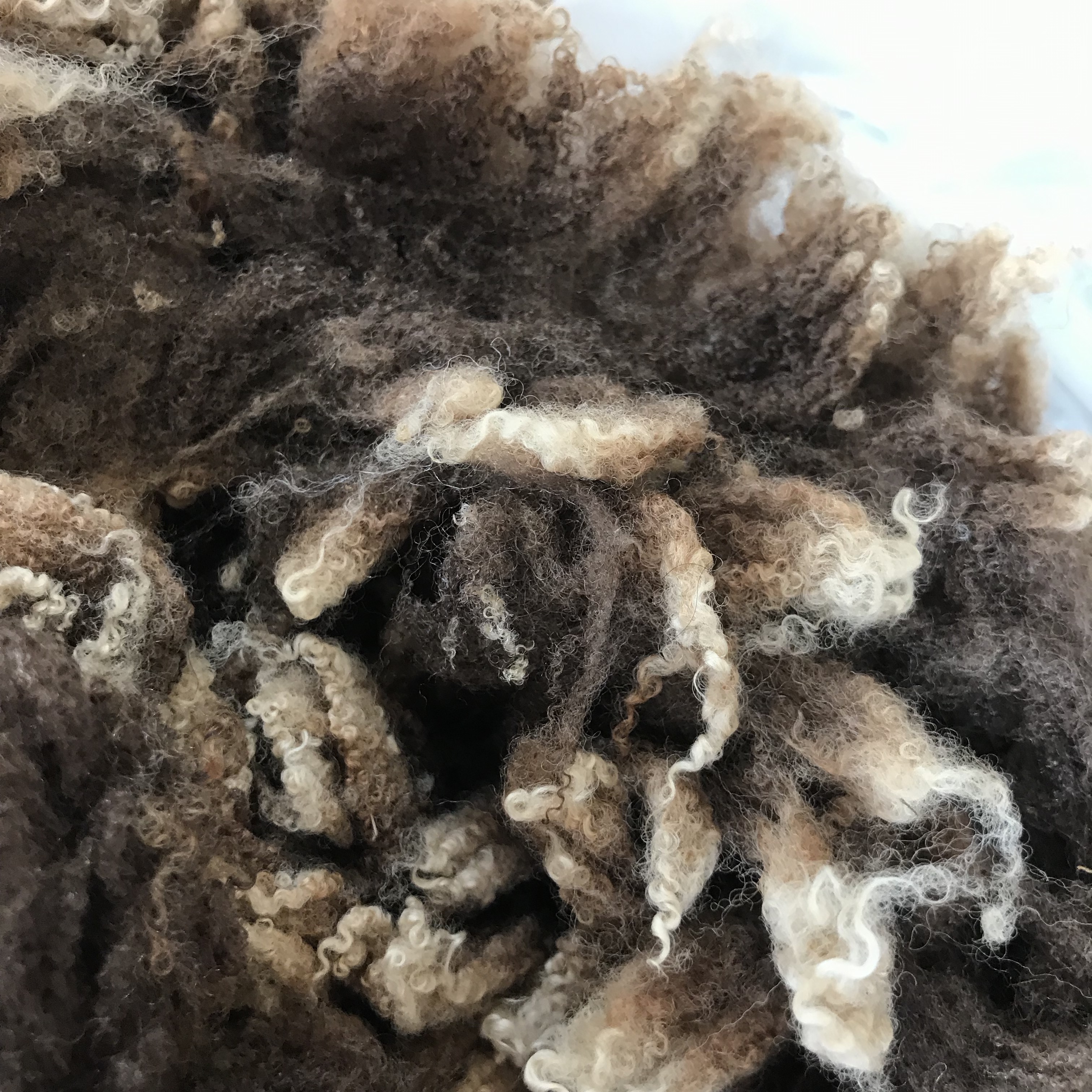Fleeces – Sorting and Washing – Beechwood Crafts